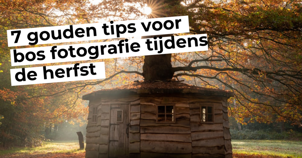 7 gouden tips voor bos fotografie tijdens de herfst - Jonker Photography